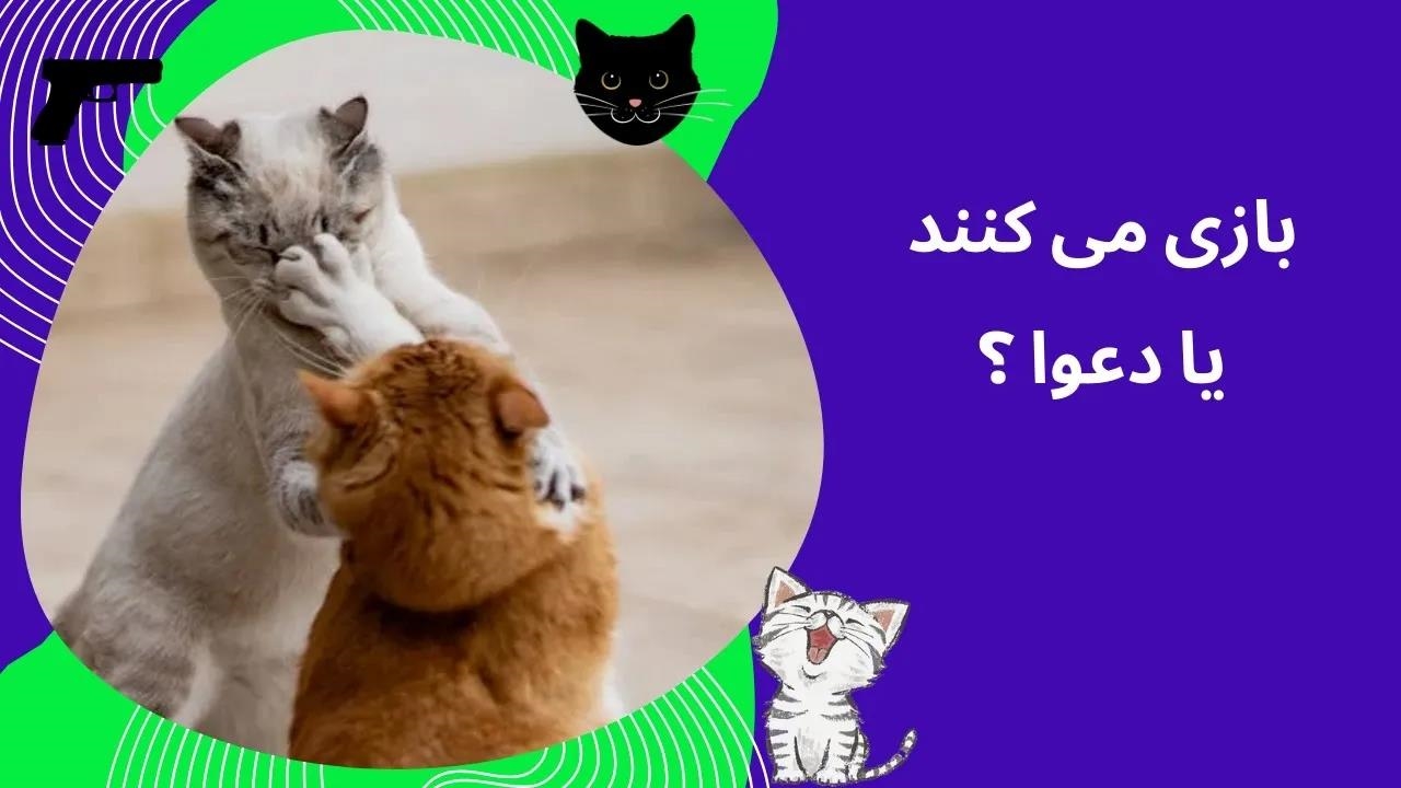 تفاوت بازی و دعوای گربه ها چرا گربه ها دعوا می کنند ؟ نماشا