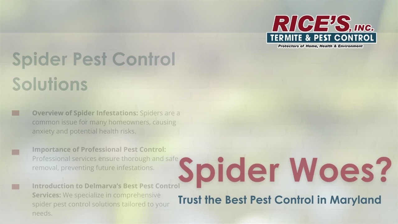 Effective Spider Pest Control Solutions for a Safer Home - نماشا